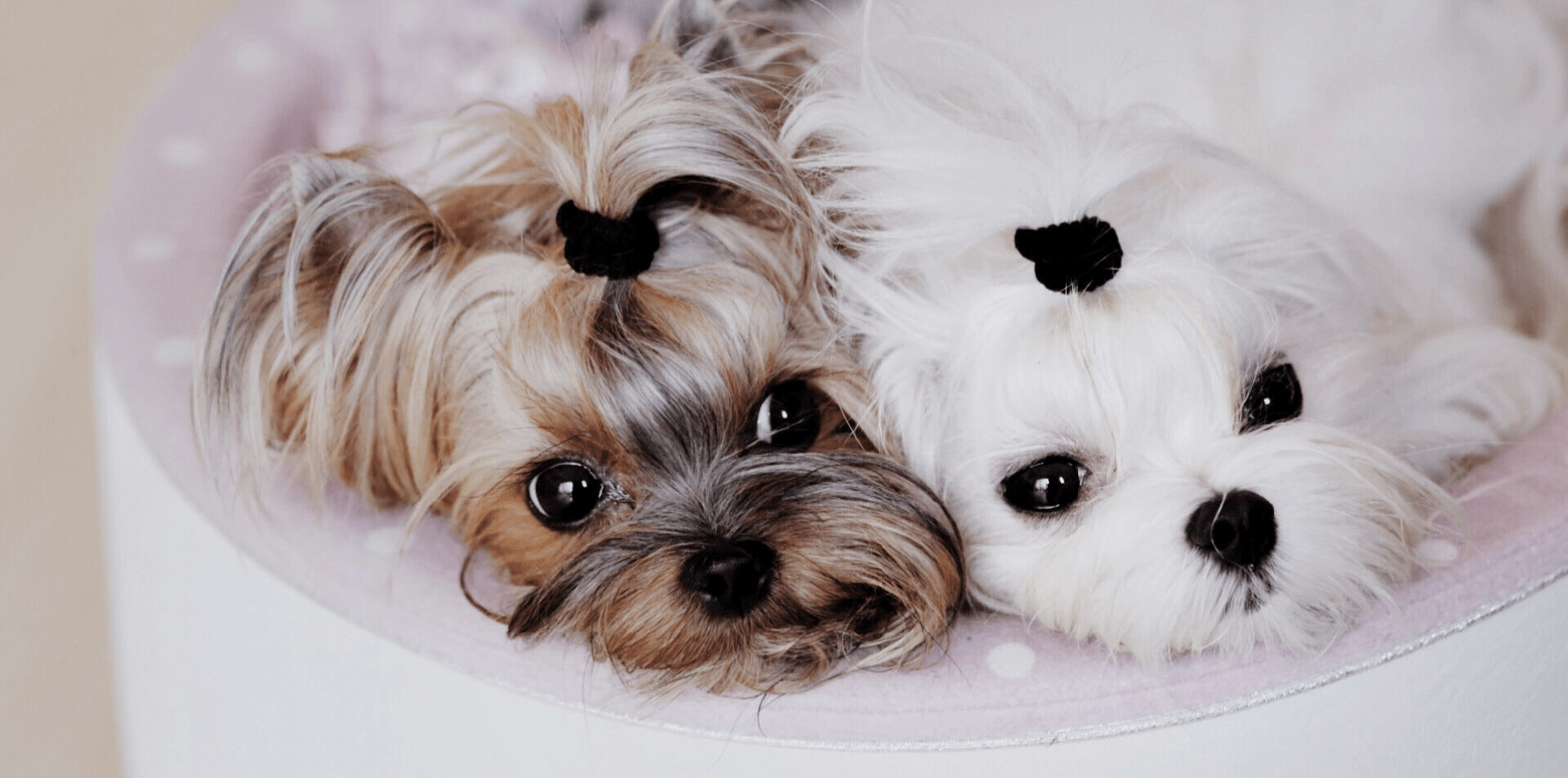 Lilco’s Journey PART 2: The Logo that Captured Lina's Love