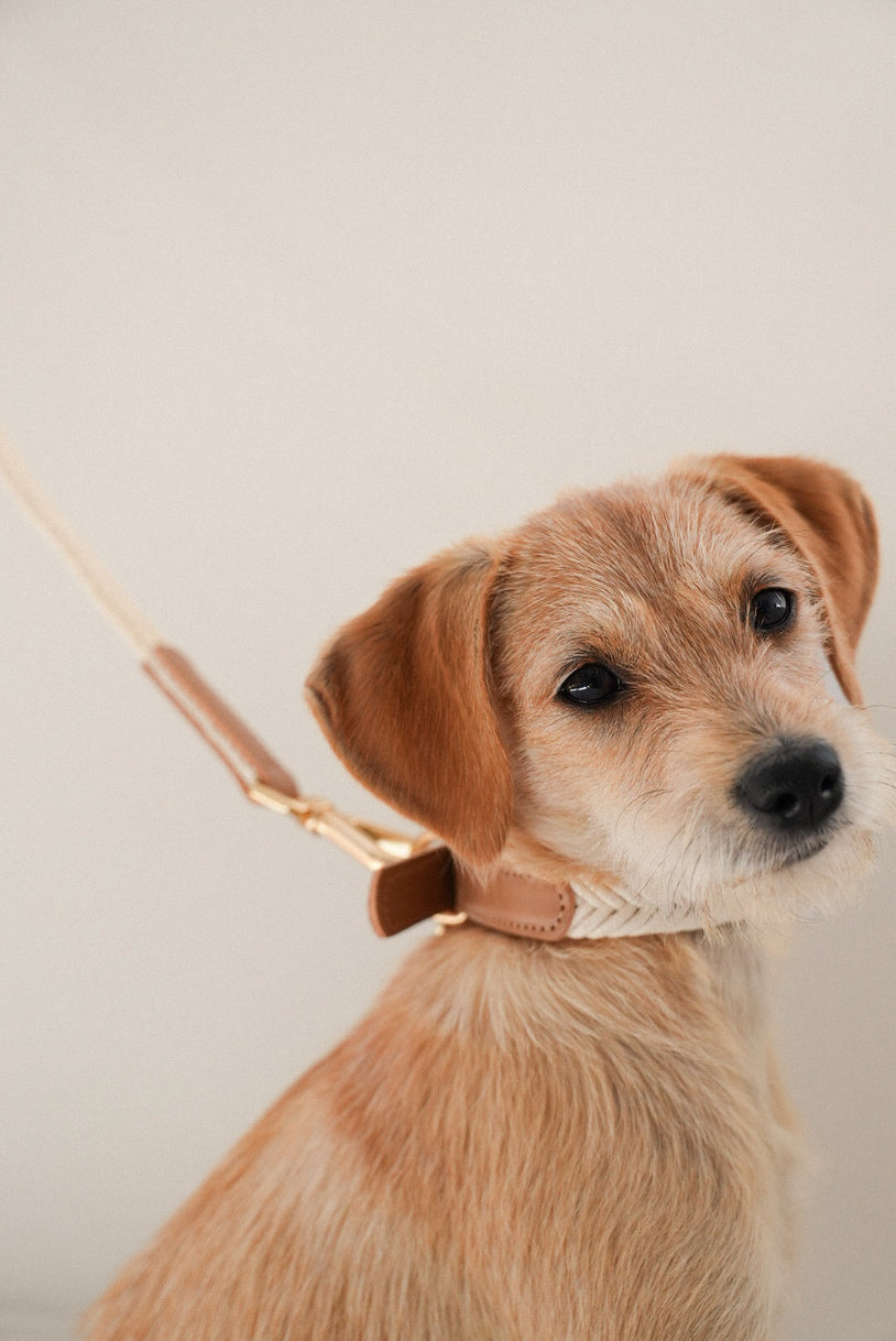 Lilco | The Dog Lifestyle Brand