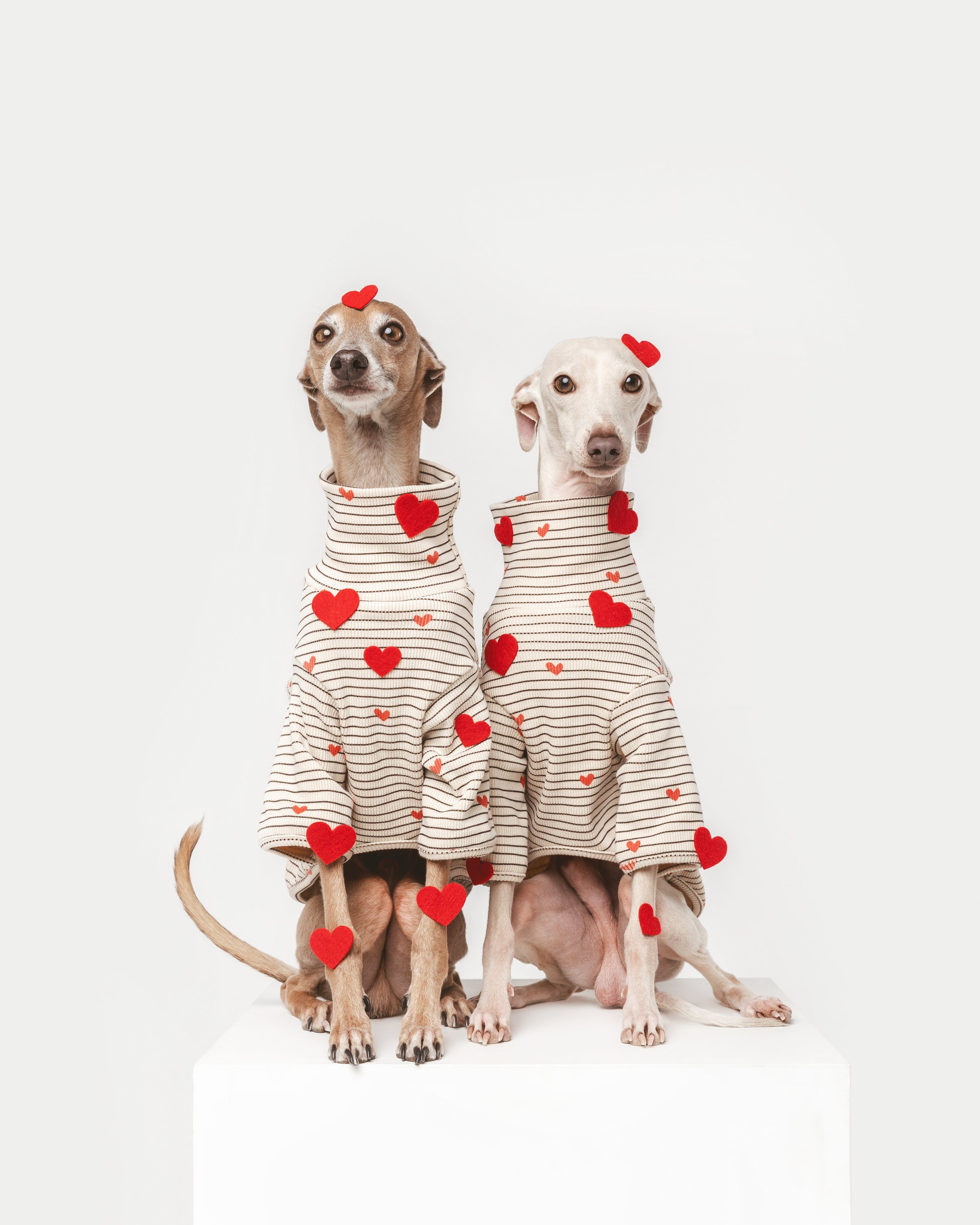 Lilco | The Dog Lifestyle Brand